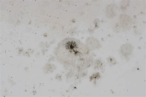 Elimina El Moho Que Afecta El Techo Del Ba O Con Estos Trucos Naturales