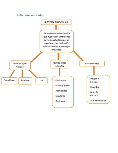 Mapas Conceptualessistema Digestivo Muscular Respiratorio Mapa Porn