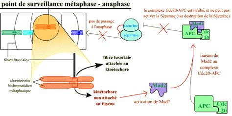 La R Gulation Du Cycle Cellulaire Planet Vie