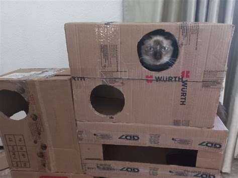 Best R Gatos Images On Pholder Como Treinar Meu Gato A Me Morder