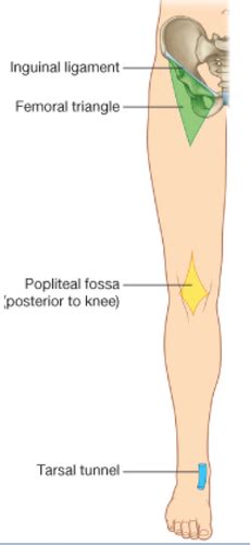 Anterior Medial Thigh Flashcards Quizlet