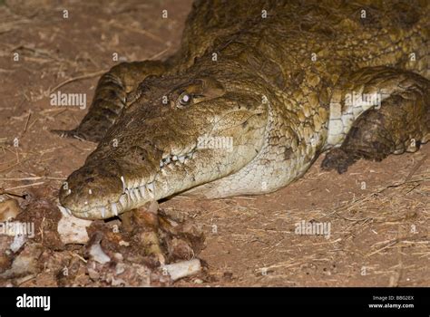 Nile Crocodile Crocodylus Niloticus Noctual Feeding At Serena Lodge
