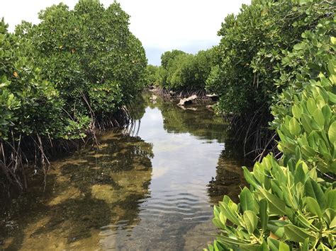 What Is A Mangrove Images And Photos Finder