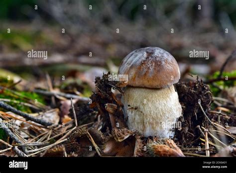 Boletus Edulis Edible Mushroom Is Growing In The Forest Stock Photo Alamy