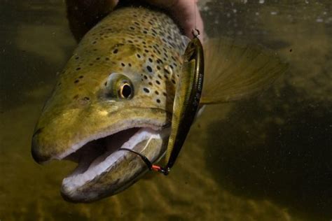 Pêche des salmonidés Toute l actualités sur Bateaux