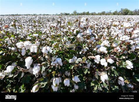 Cotton Cultivation