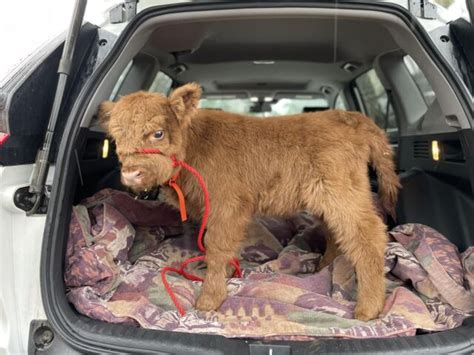 Miniature Highland Cows