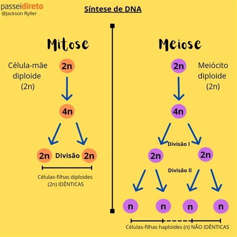 Processo De Divis O Da Mitose E Meiose Gen Tica I