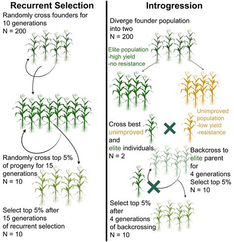exploring impact of recombination landscapes on breeding outcomes pnas