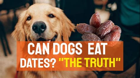 Pueden comer dátiles los perros Guía completa para alimentar a su