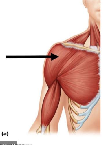 Appendicular Muscles Arms And Pectoral Girdle Flashcards Quizlet