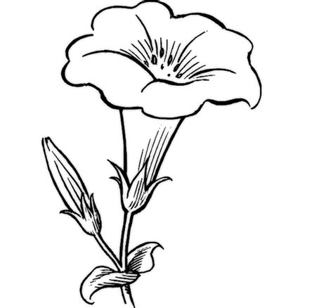 Easy Flower Line Drawings Warehouse Of Ideas