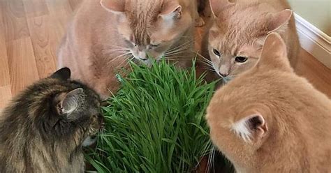 the grass party is getting started album on imgur