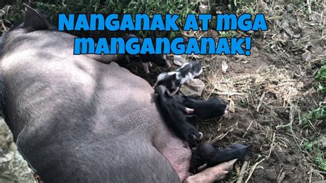 Bagong Panganak At Mga Malapit Manganak Paglipat Nila Rocco YouTube