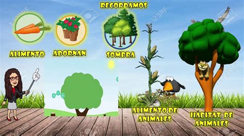Afiche Sobre Las Plantas
