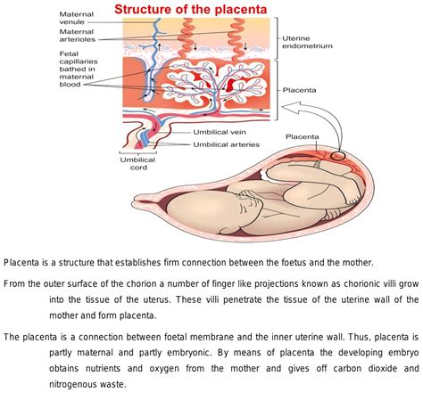 Placenta Structure And Function Of Placenta Development Of 46 OFF