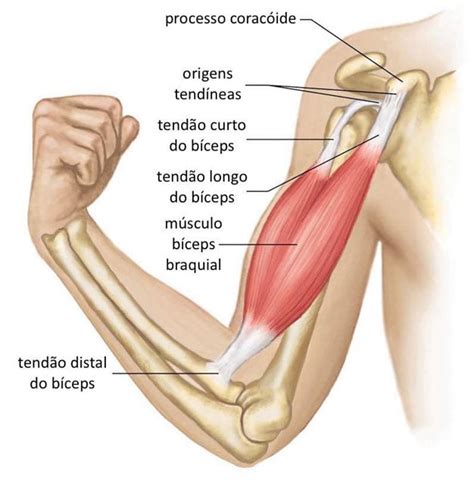 Top Qual O Melhor Treino De B Ceps
