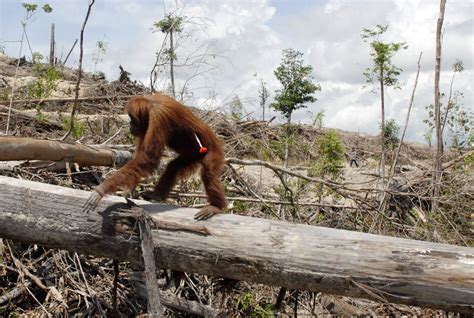 Loss Of Biodiversity Deforestation Throughout Indonesia