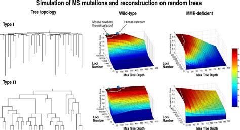 simulation of ms mutations and reconstruction score on random trees two download scientific