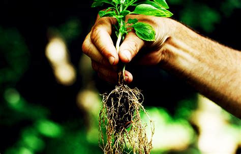 Print Crossword Puzzle Las Partes De Las Plantas Biolog A