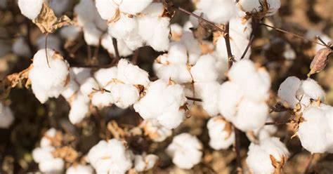 Tamil Nadu Seeks Immediate Quota For Duty Free Cotton Imports