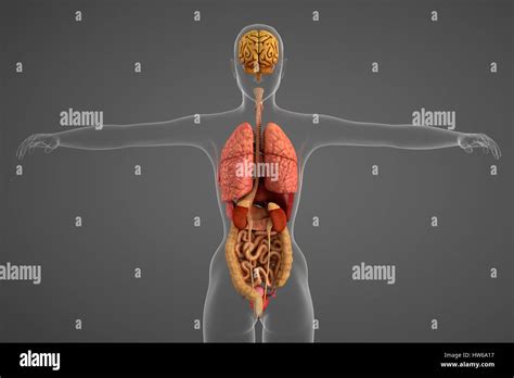 Internal Body Parts Name With Picture In English