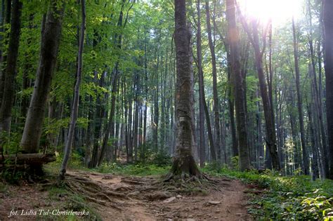 Bukowe Lasy W Bieszczadach Na Li Cie Unesco Bieszczady Land