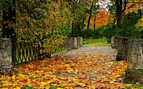 des arbres de pont Automne HD fonds d écran Aperçu 10wallpaper