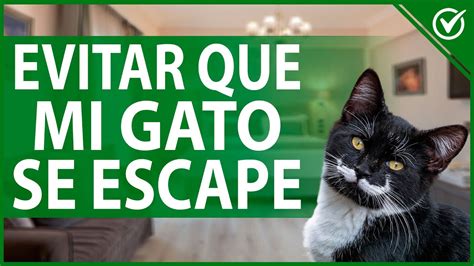 Cómo Evitar que tu Gato se Escape de tu Casa y se Pierda Guía