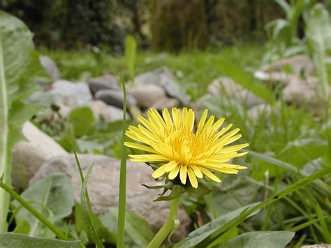 Identifying Common Garden Weeds Uk Fasci Garden