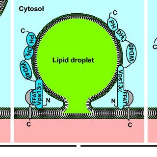 PDF Tethering Fat Tethers In Lipid Droplet Contact Sites