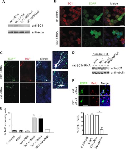 SiRNA Knockdown Of SC1 Leads To Precocious Differentiation Of NSCs Into