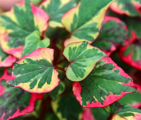 List 98 Pictures Plant With Green Yellow And Red Leaves Updated