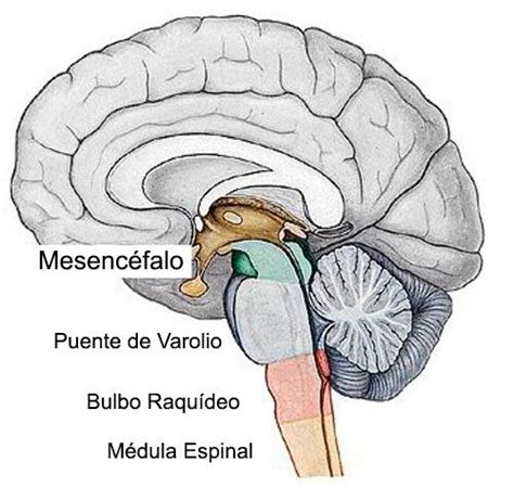 Anatomía de cabeza y cuello 4to Puente de varolio o protuberancia Quizlet