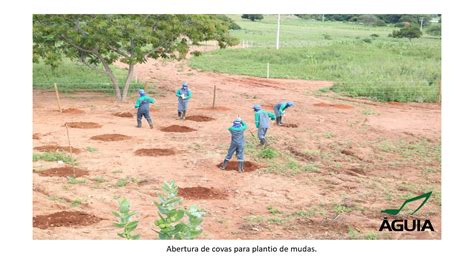 Plantio de Mudas Nativas Águia