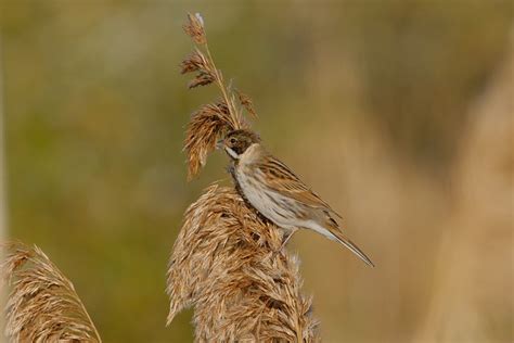 Vogel Vogelkunde Tierwelt Kostenloses Foto Auf Pixabay Pixabay