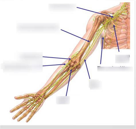 Lecture Nerves Diagram Quizlet