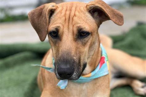 Donde se puede adoptar un perro en bogota Últimas noticias fotos