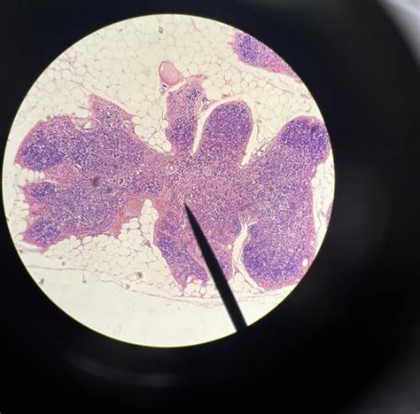 A P Ii Practical Histology Flashcards Quizlet