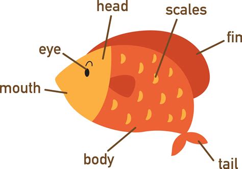 Illustration Of Fish Vocabulary Part Of Body Vector Vector Art The
