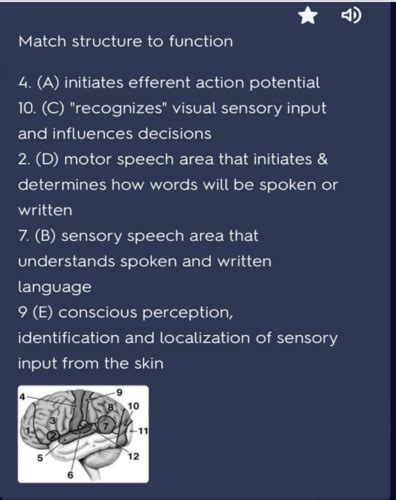 Anatomy Final Flashcards Quizlet