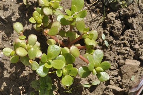 Spurge Vs Purslane 6 Ways To Tell The Difference Pepper S Home Garden