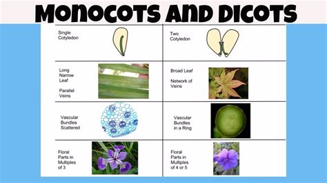Monocots Vs Dicots Chart