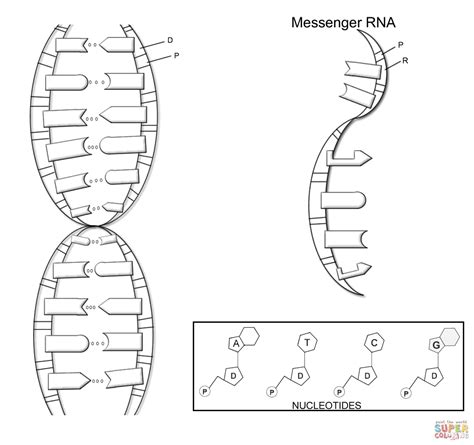 Adn Strand Página Para Colorear Dibujos De La Biología Para Colorear