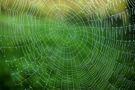 Spinnennetz Netz Tau Kostenloses Foto Auf Pixabay
