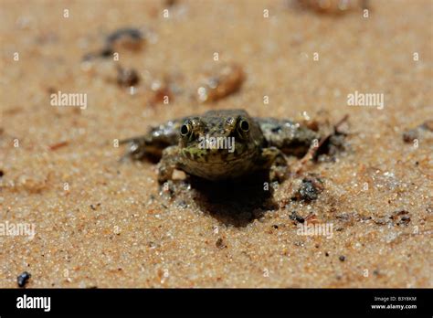 Skin Hi Res Hi Res Stock Photography And Images Alamy