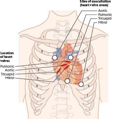 2 1 Cardiac Auscultation Flashcards Quizlet