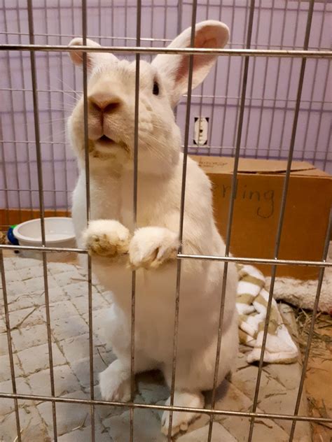 How Long Should You Leave A Rabbit In A Cage Hutch