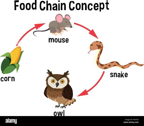 Food Chain Concept Diagram Illustration Stock Vector Image Art Alamy
