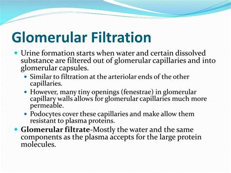 Ppt Urine Formation Glomerular Filtration Powerpoint Presentation
